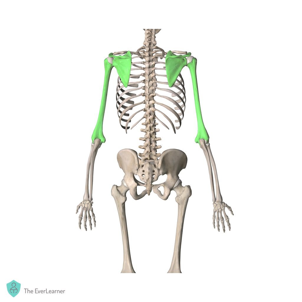 Best Practice use of Imagery when Teaching Classroom PE