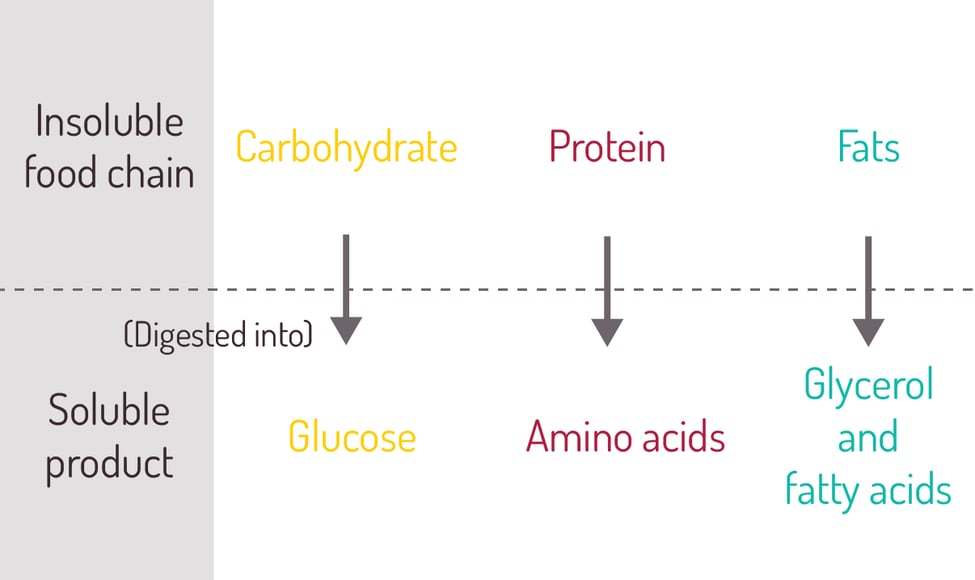 How I Teach Diet and Nutrition in PE