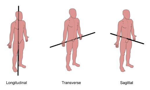 Longitudinal Axis And Transverse Axis