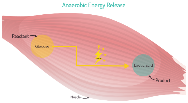 10 GCSE Biology Teaching Points Relevant to GCSE PE Teachers (Part 1)