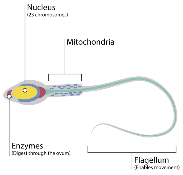 10 GCSE Biology Teaching Points Relevant to GCSE PE Teachers (Part 1)