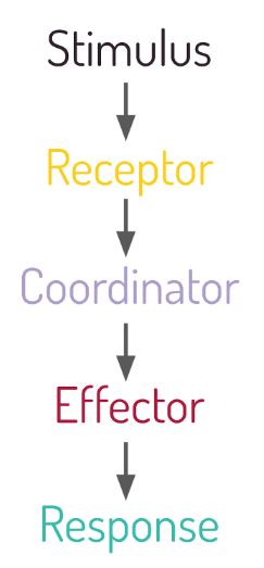 10 GCSE Biology Teaching Points Relevant to GCSE PE Teachers (Part 2)