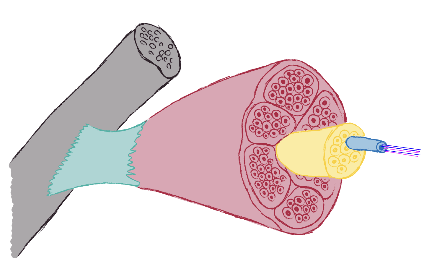 The story of muscle tissue - Part 2