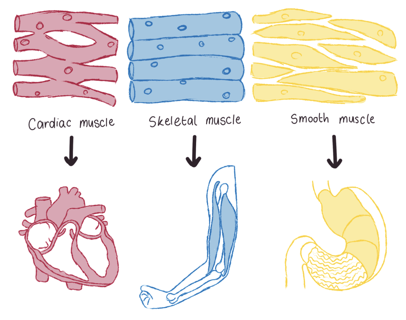 The story of muscle tissue - Part 2