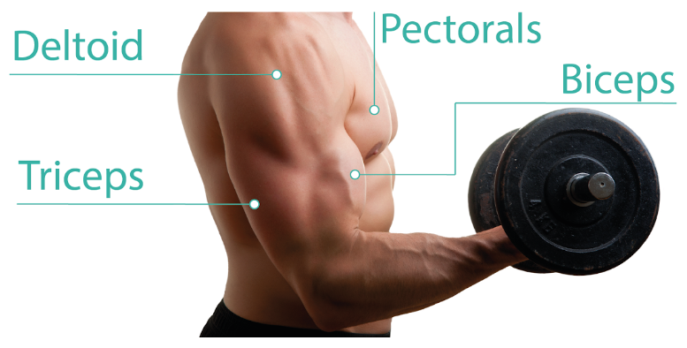 The story of muscle tissue - Part 3