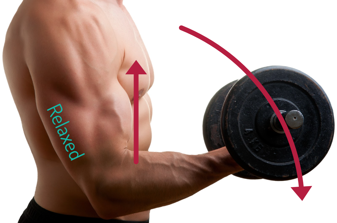 The story of muscle tissue - Part 3