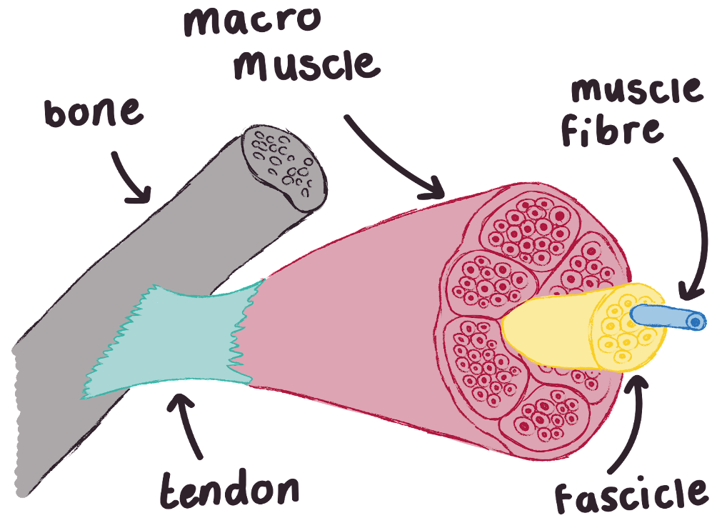The story of muscle tissue - Part 4