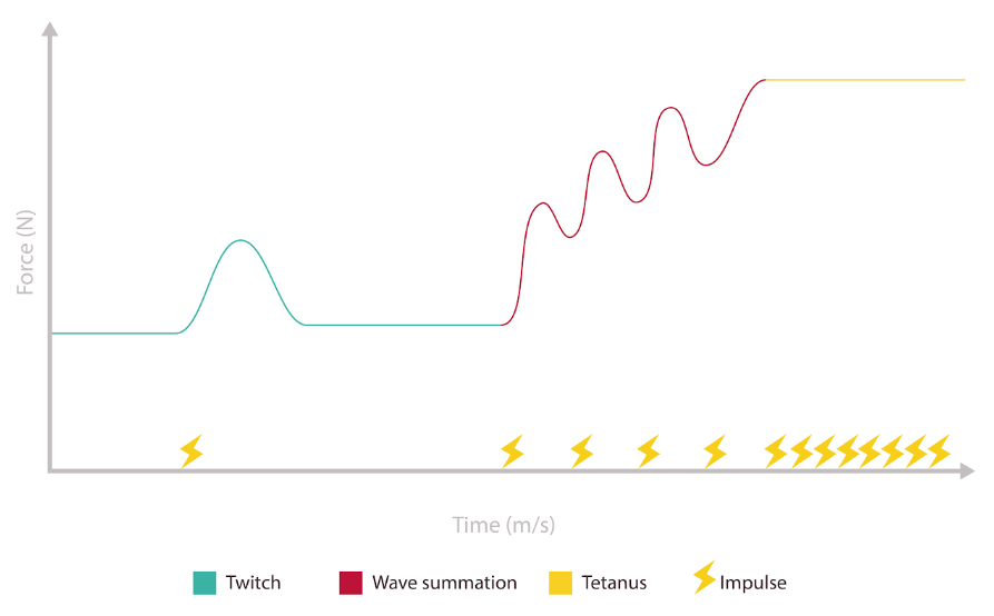 The story of muscle tissue - Part 4
